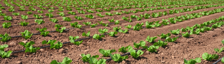 Agrarische beregening | Wildkamp